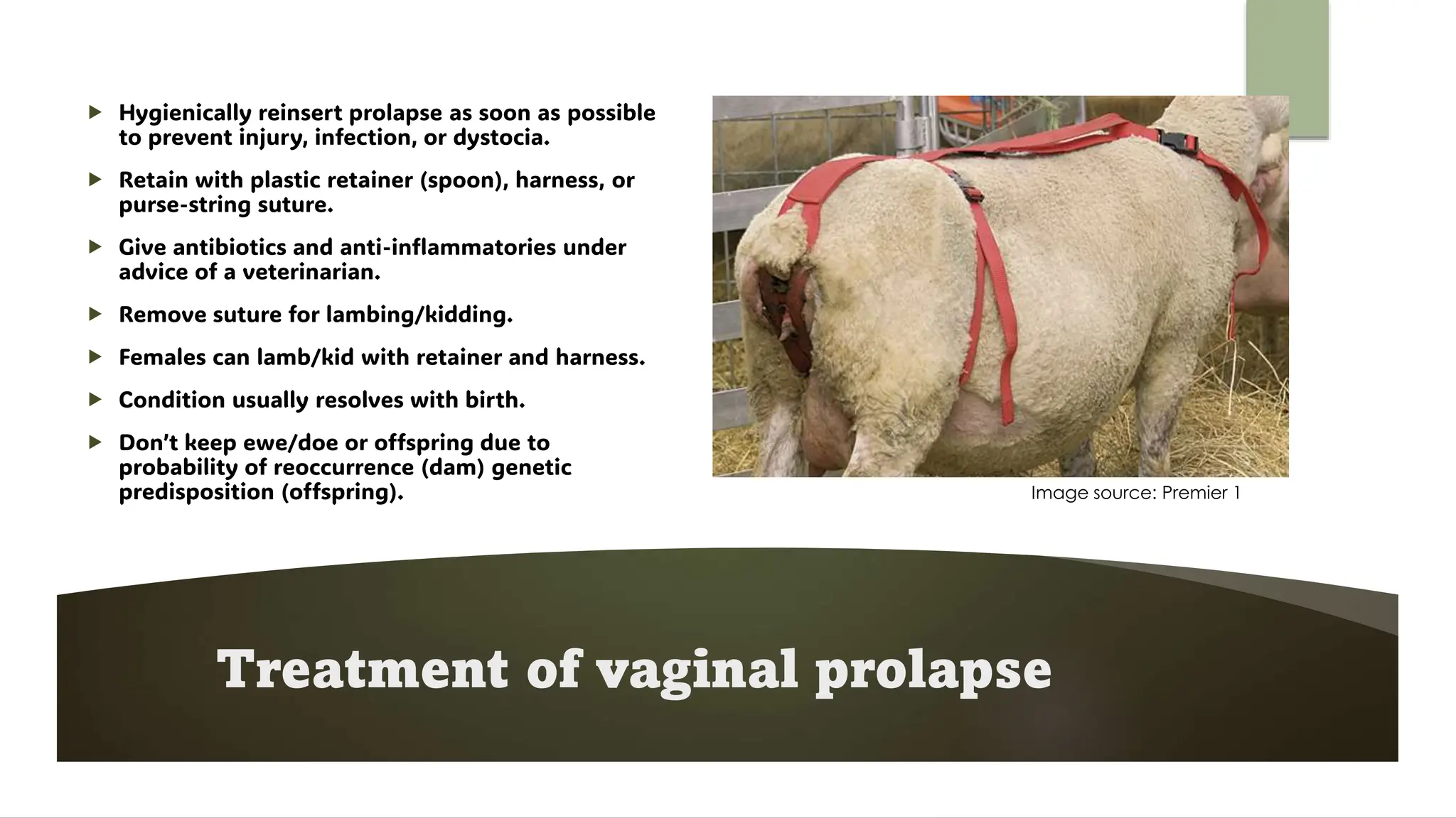 Health Care of Pregnant ewes | PPTX