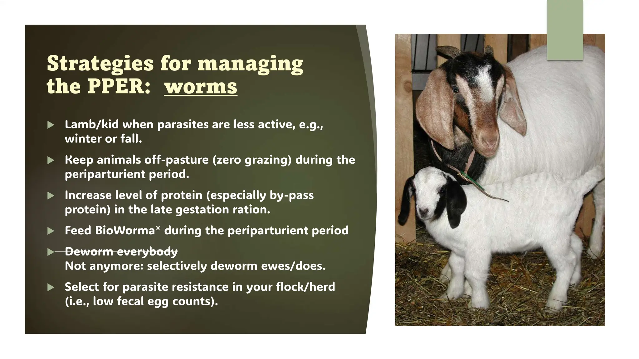 Health Care of Pregnant ewes | PPTX