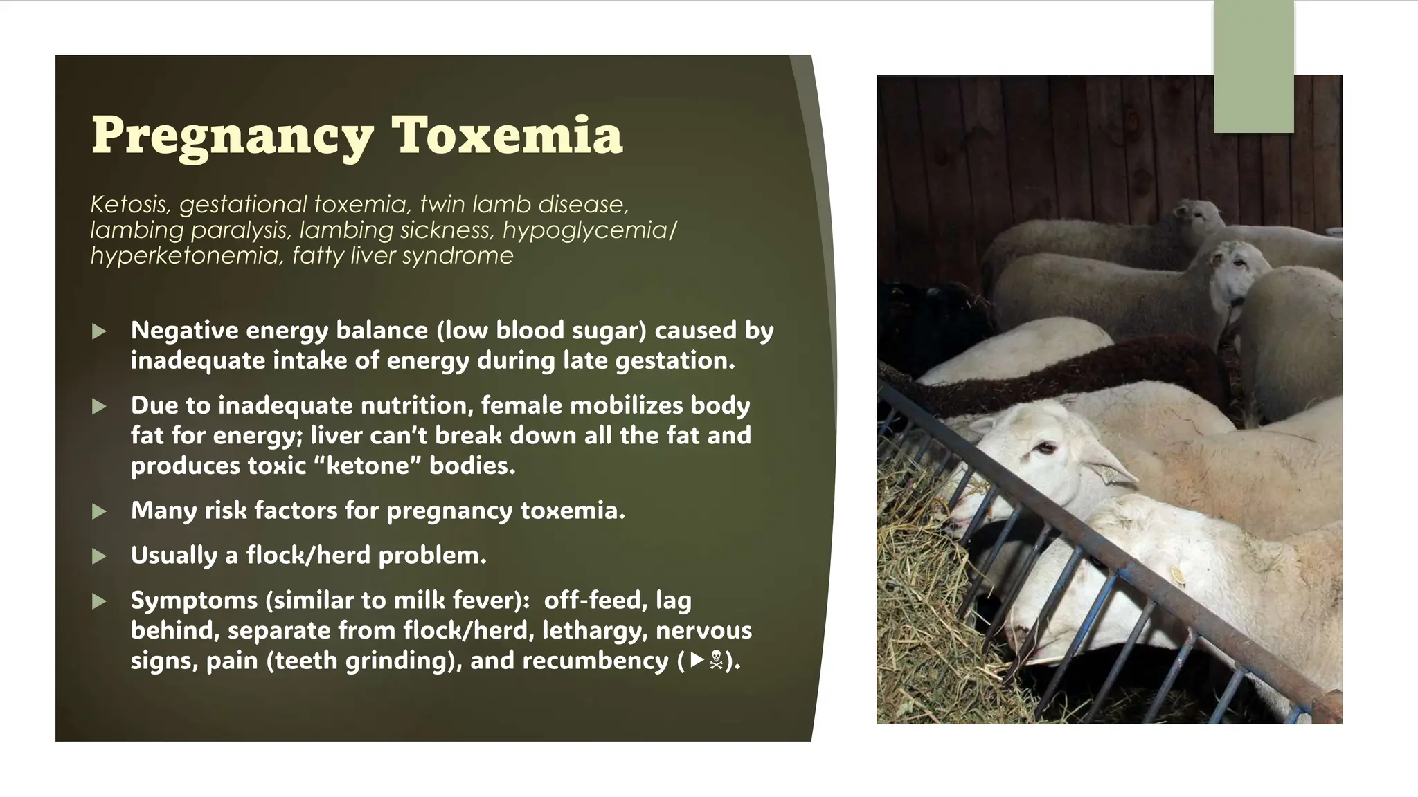 Health Care of Pregnant ewes | PPTX