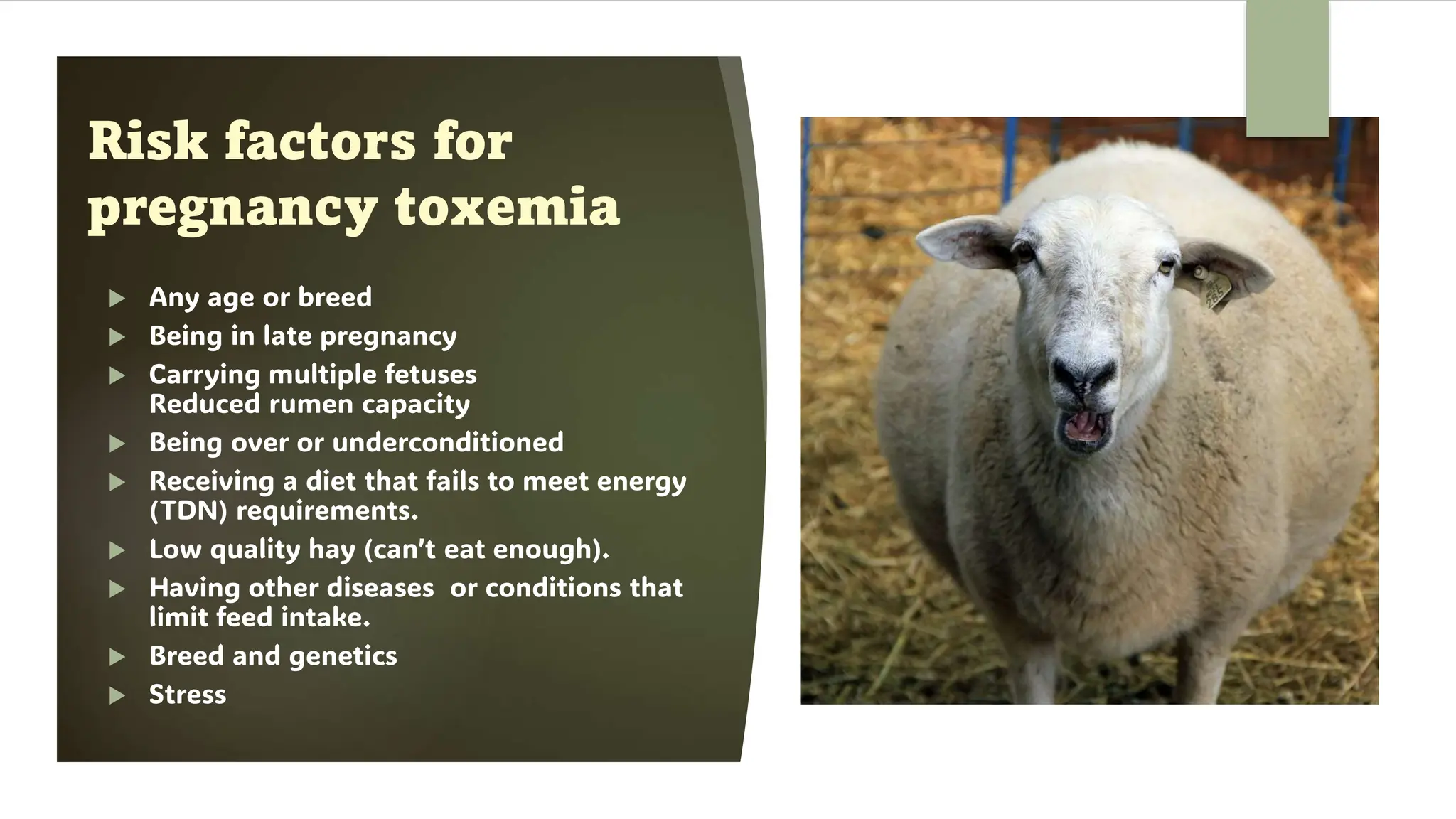 Health Care of Pregnant ewes | PPTX