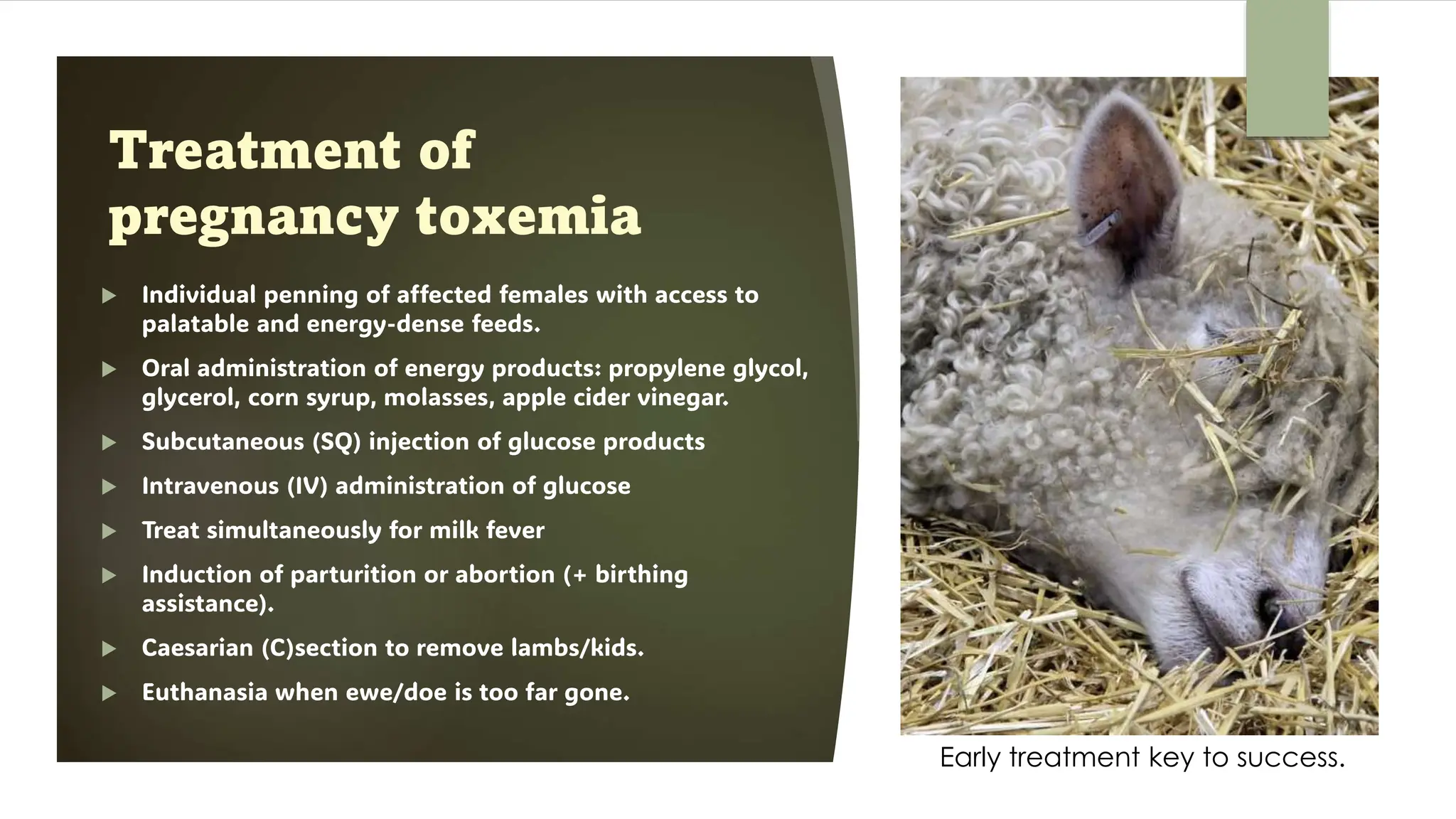 Health Care of Pregnant ewes | PPTX