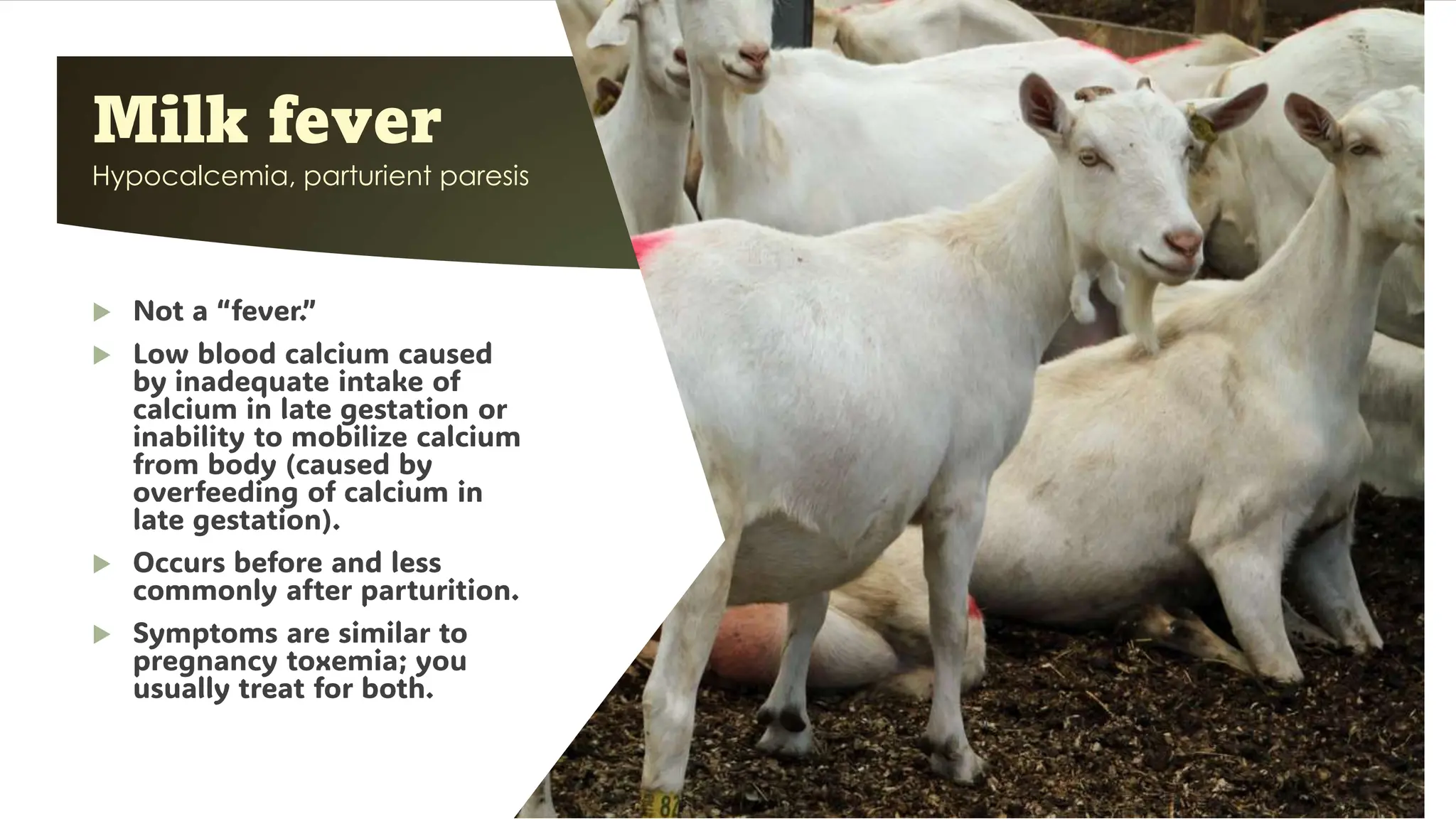 Health Care of Pregnant ewes | PPTX