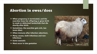 Health Care of Pregnant ewes | PPTX