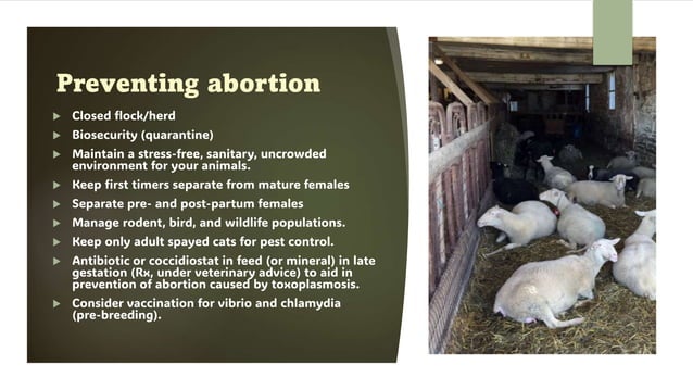 Health Care of Pregnant ewes | PPTX | Pregnancy | Reproductive Health