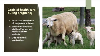 Health Care of Pregnant ewes | PPTX