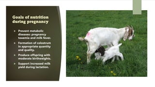 Health Care of Pregnant ewes | PPTX
