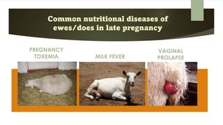 Health Care of Pregnant ewes | PPTX