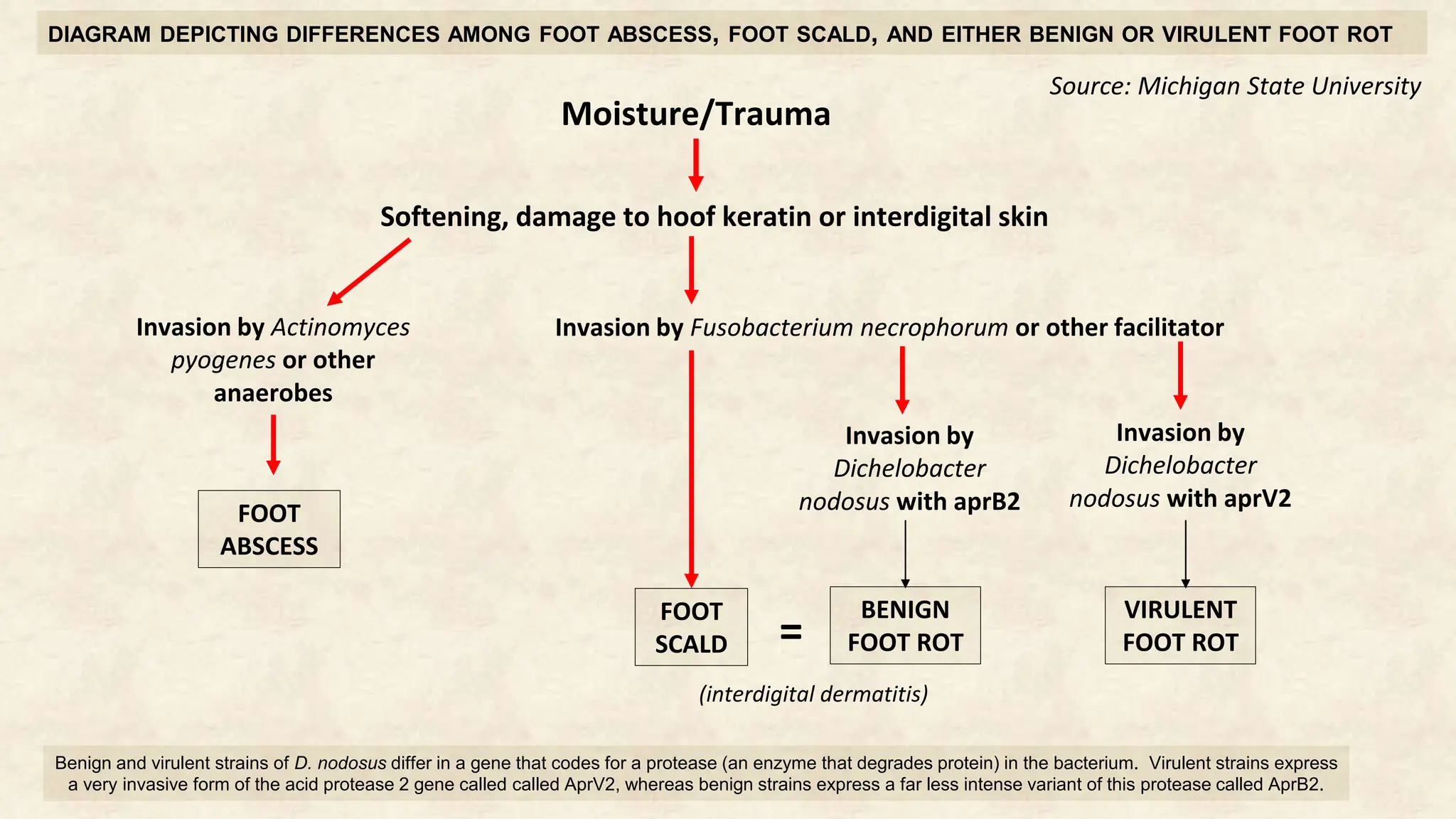 Hoof Care of Sheep/Goats | PPTX