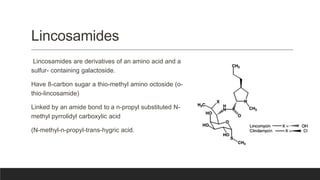 Lincosamides | PPTX