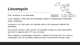 Lincosamides | PPTX