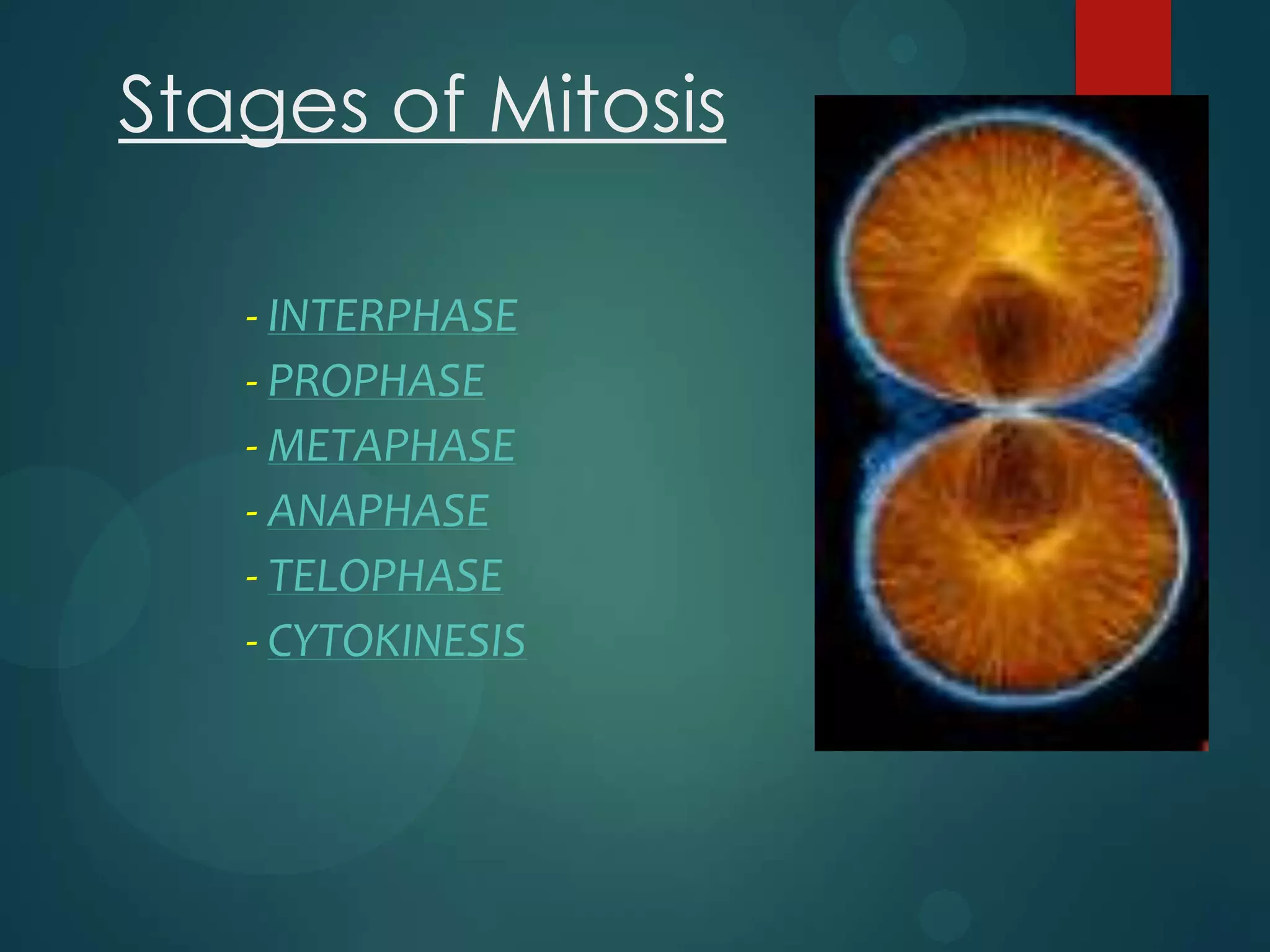 Lindo mitosis 140309070845-phpapp01 | PPTX