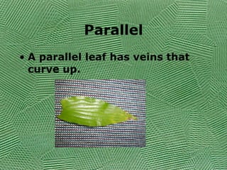 Lindsay leaves | PPT