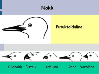 Lindude Mitmekesisus | PPT