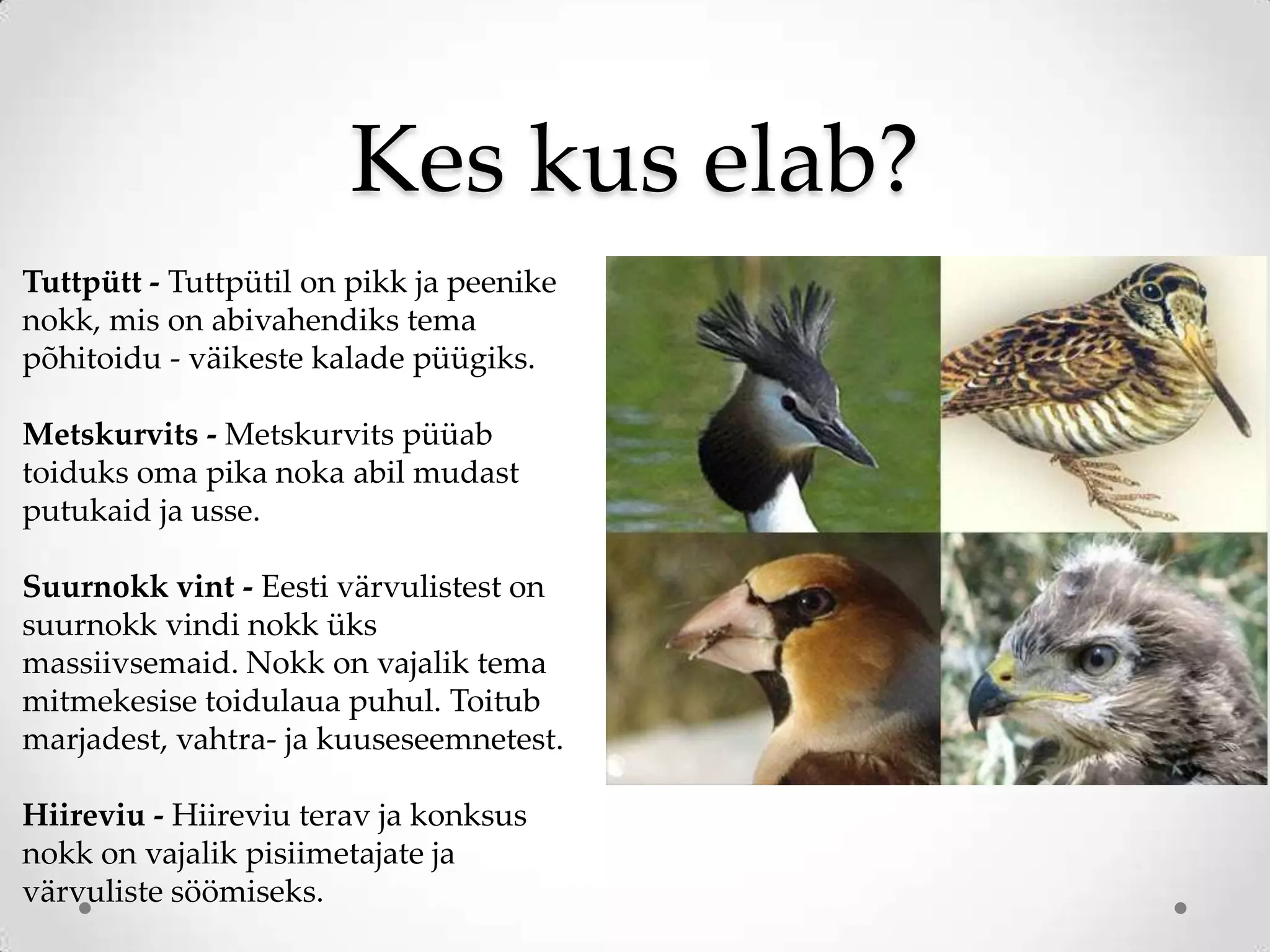Lindude tähtsus ja kaitse | PPTX
