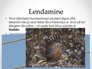 Lindude tunnused | PPTX