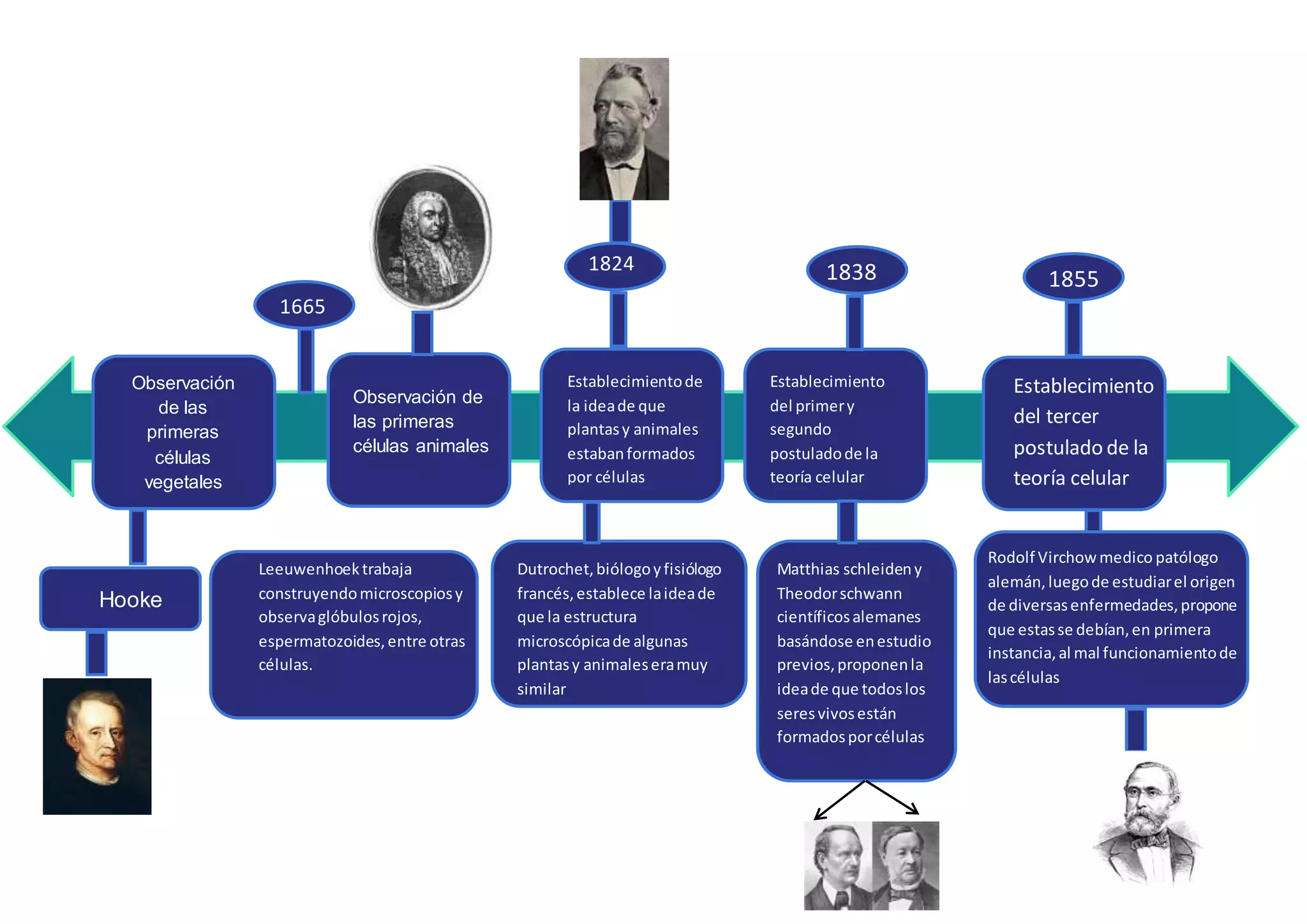 Linea de tiempo de la celula | DOCX