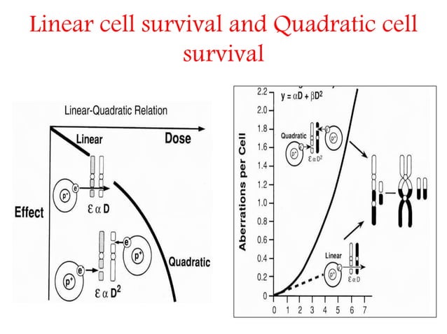 Basics of linear quadratic model | PPTX | Cancer | Diseases and Conditions