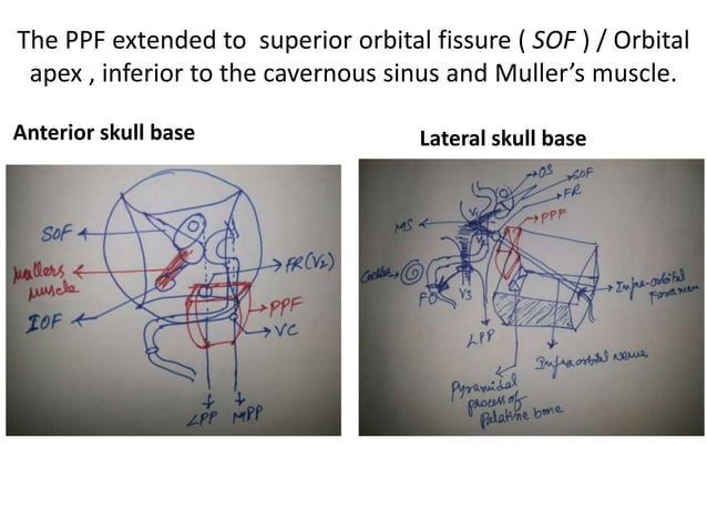 Line diagrams - skull base 360 - part 1 | PPTX