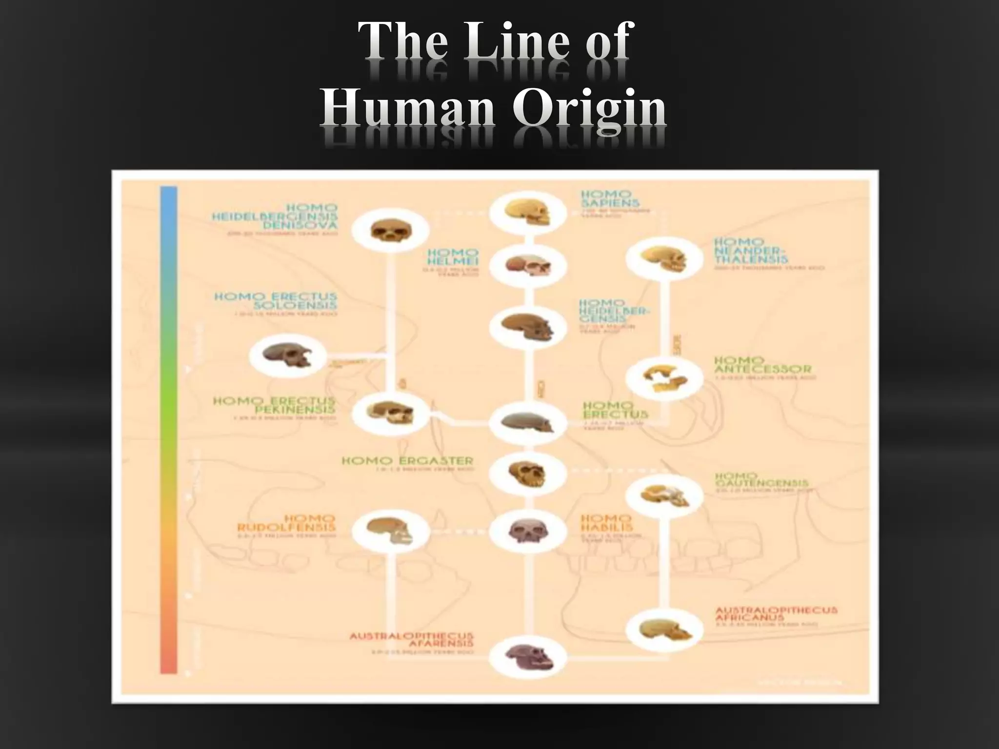 Line of human origin | PPT