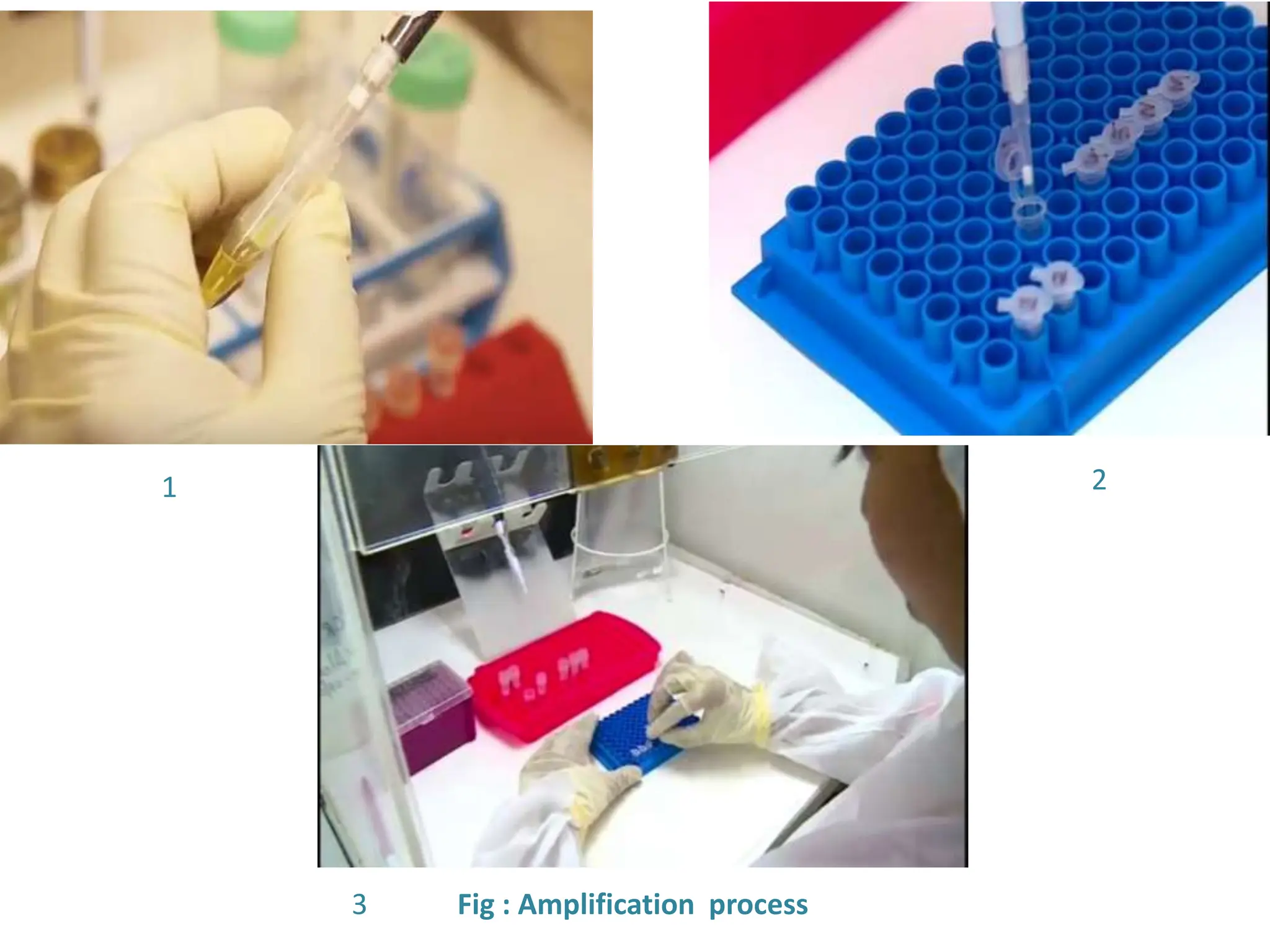 Line Probe Assay for Mycobacterium tuberculosis .pptx