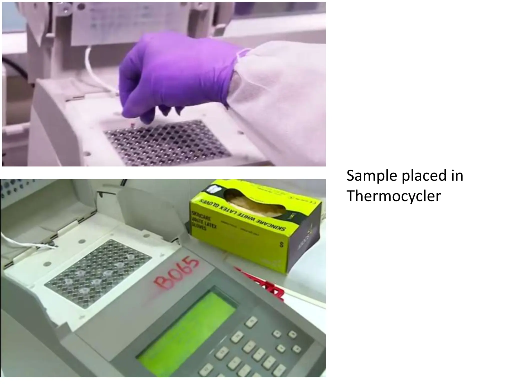 Line Probe Assay for Mycobacterium tuberculosis .pptx