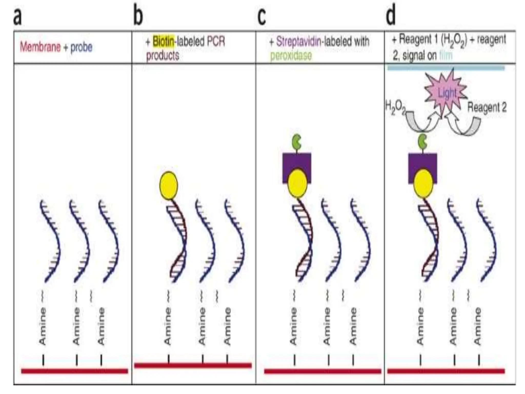 Line Probe Assay for Mycobacterium tuberculosis .pptx