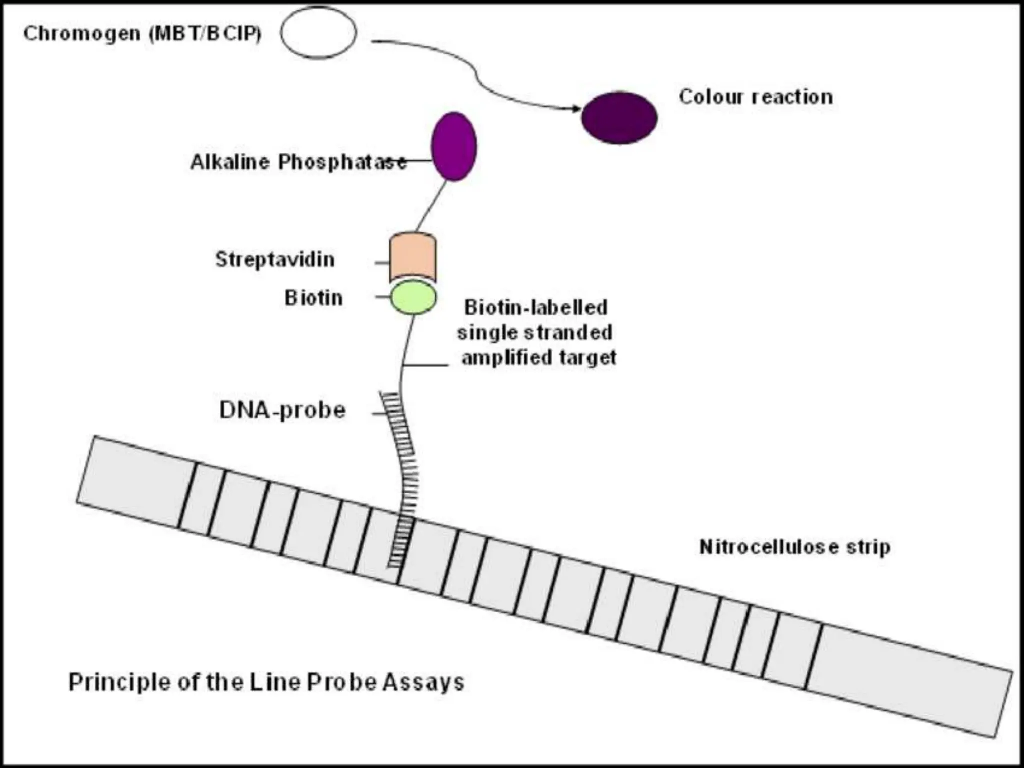 Line Probe Assay For Mycobacterium Tuberculosis Pptx