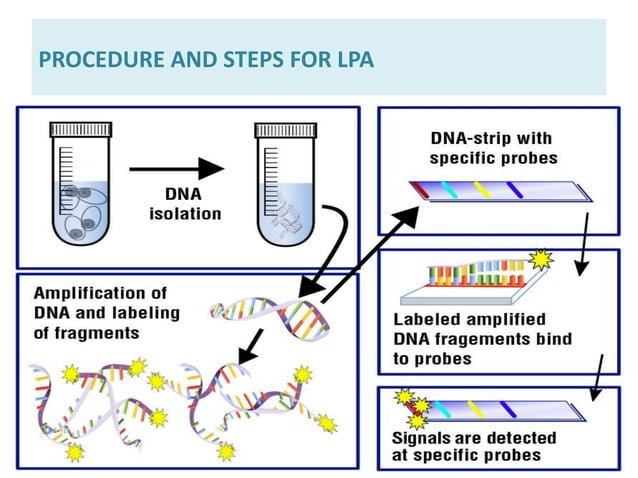 Line Probe Assay for Mycobacterium tuberculosis .pptx
