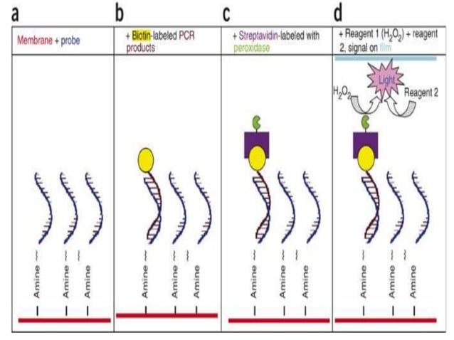 Line Probe Assay for Mycobacterium tuberculosis .pptx