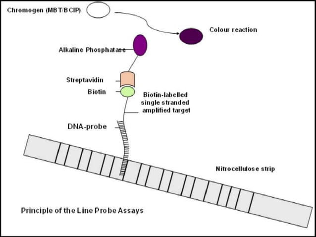Line Probe Assay for Mycobacterium tuberculosis .pptx