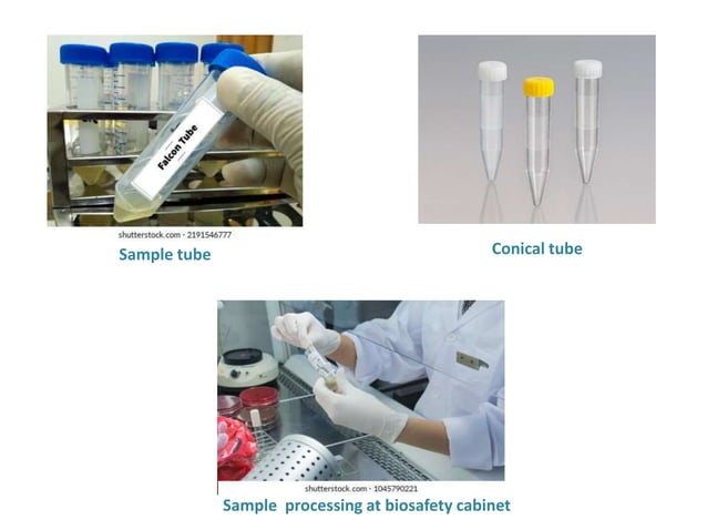 Line Probe Assay for Mycobacterium tuberculosis .pptx