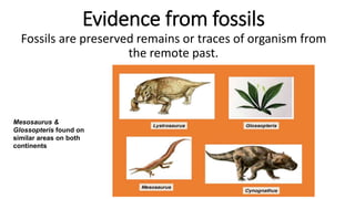 Lines of Evidences | PPTX