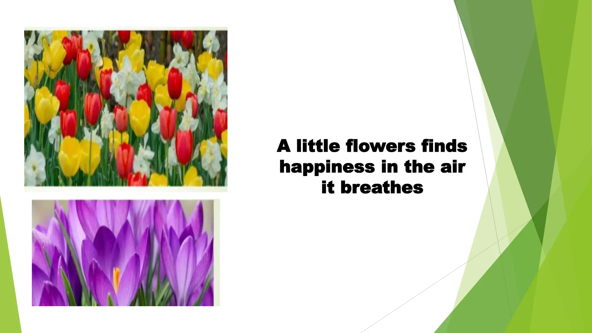 Lines written in early spring.pptx