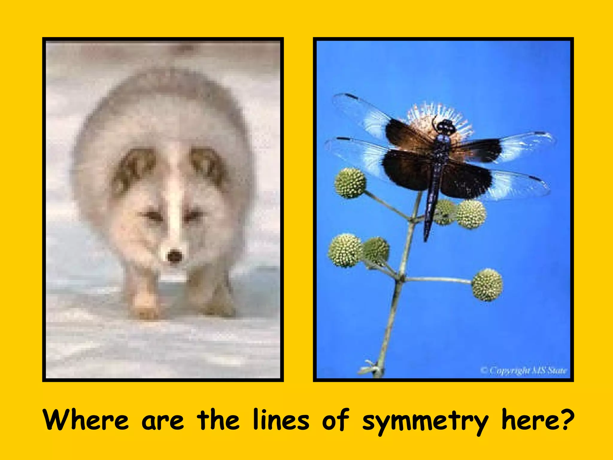 Line symmetry | PPT