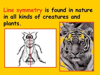 Line Of Symmetry Nature