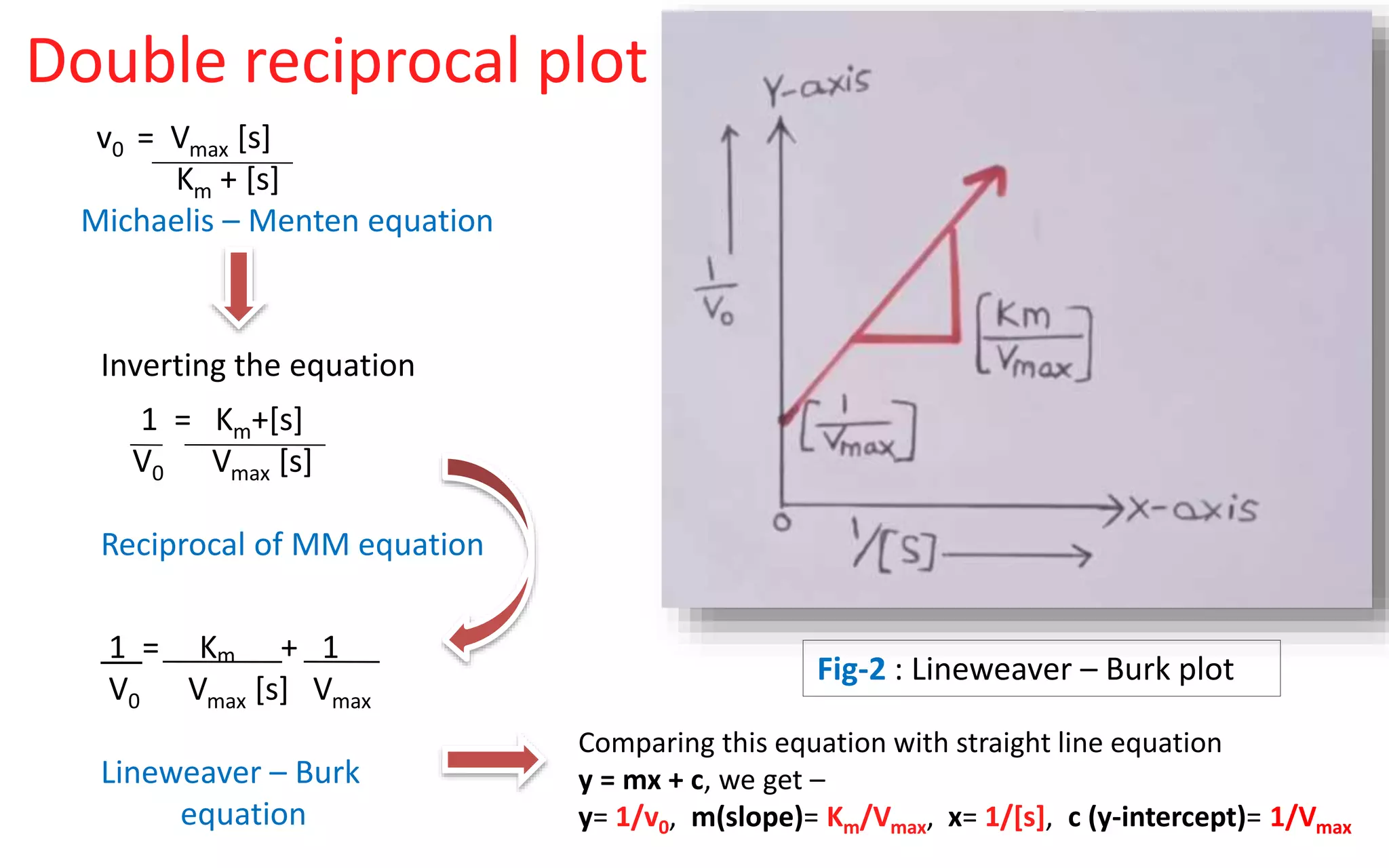Lineweaver - Burk plot.pptx