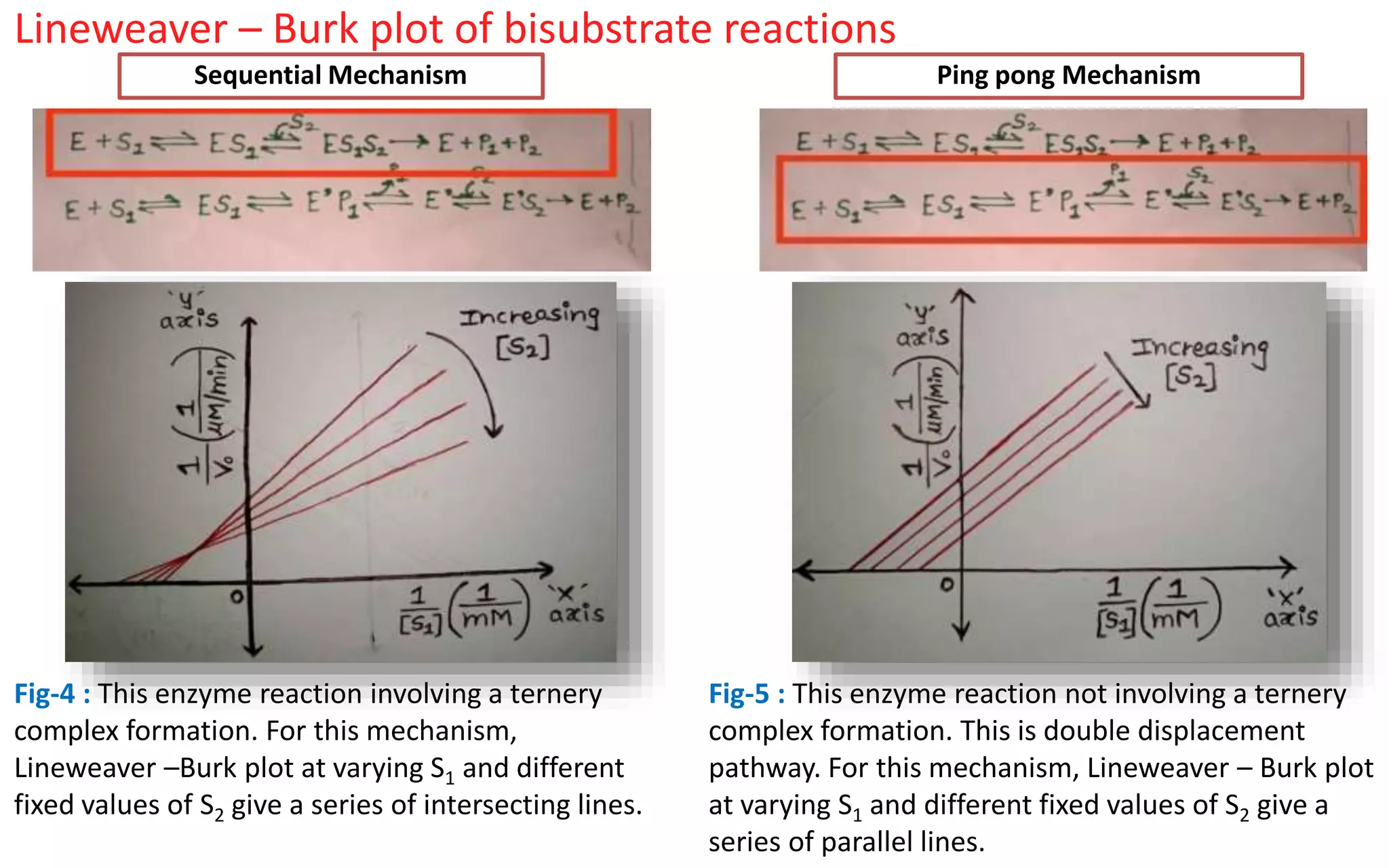 Lineweaver - Burk plot.pptx