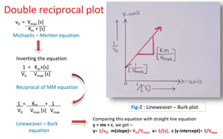 Lineweaver - Burk plot.pptx
