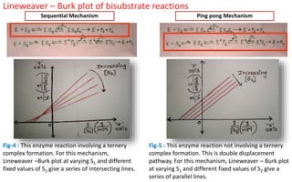 Lineweaver - Burk plot.pptx