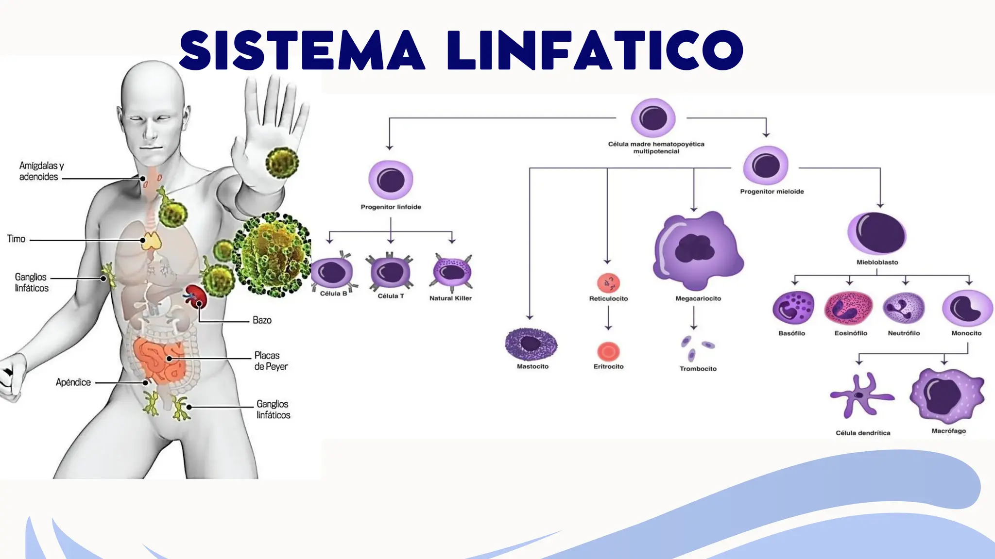 SISTEMA LINFATICO.pdf