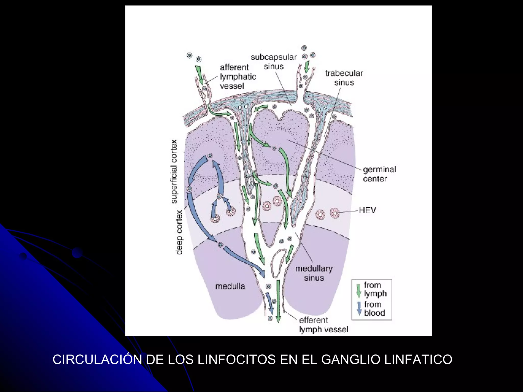 Linfaticos bazo y tejido linfoide | PPT