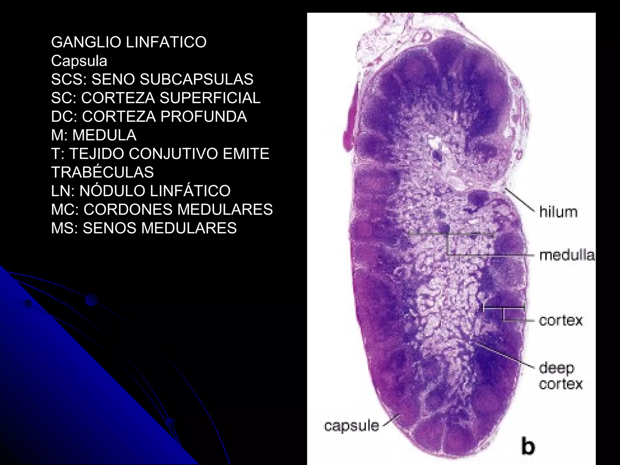 Linfaticos bazo y tejido linfoide | PPT