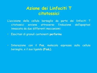 Linfociti t | PPT