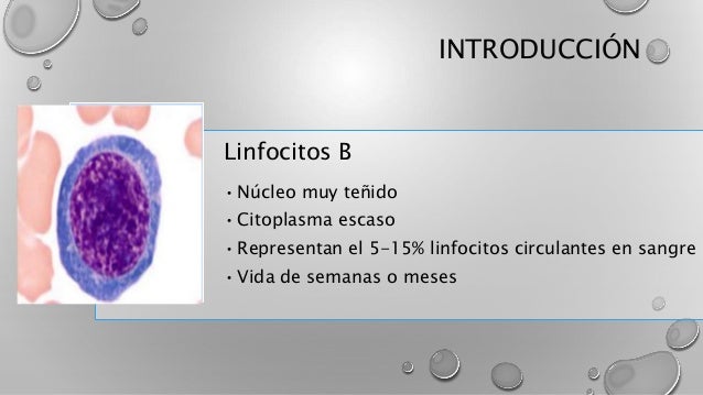 Linfocitos B