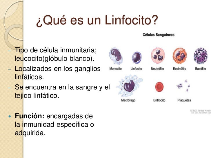 Estrutura Dos Linfocitos T