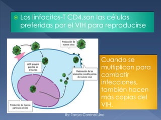 Linfocitos cd4 e importancia en el sida FISIOLOGIA | PPTX
