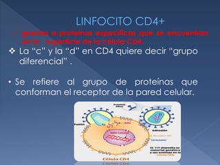 Linfocitos cd4 e importancia en el sida FISIOLOGIA | PPTX