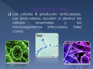 Linfocitos cd4 e importancia en el sida FISIOLOGIA | PPTX