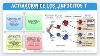 Activación de los Linfocitos T y funciones de las subpoblaciones-Inmunología.pptx