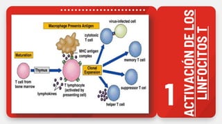 Activación de los Linfocitos T y funciones de las subpoblaciones-Inmunología.pptx